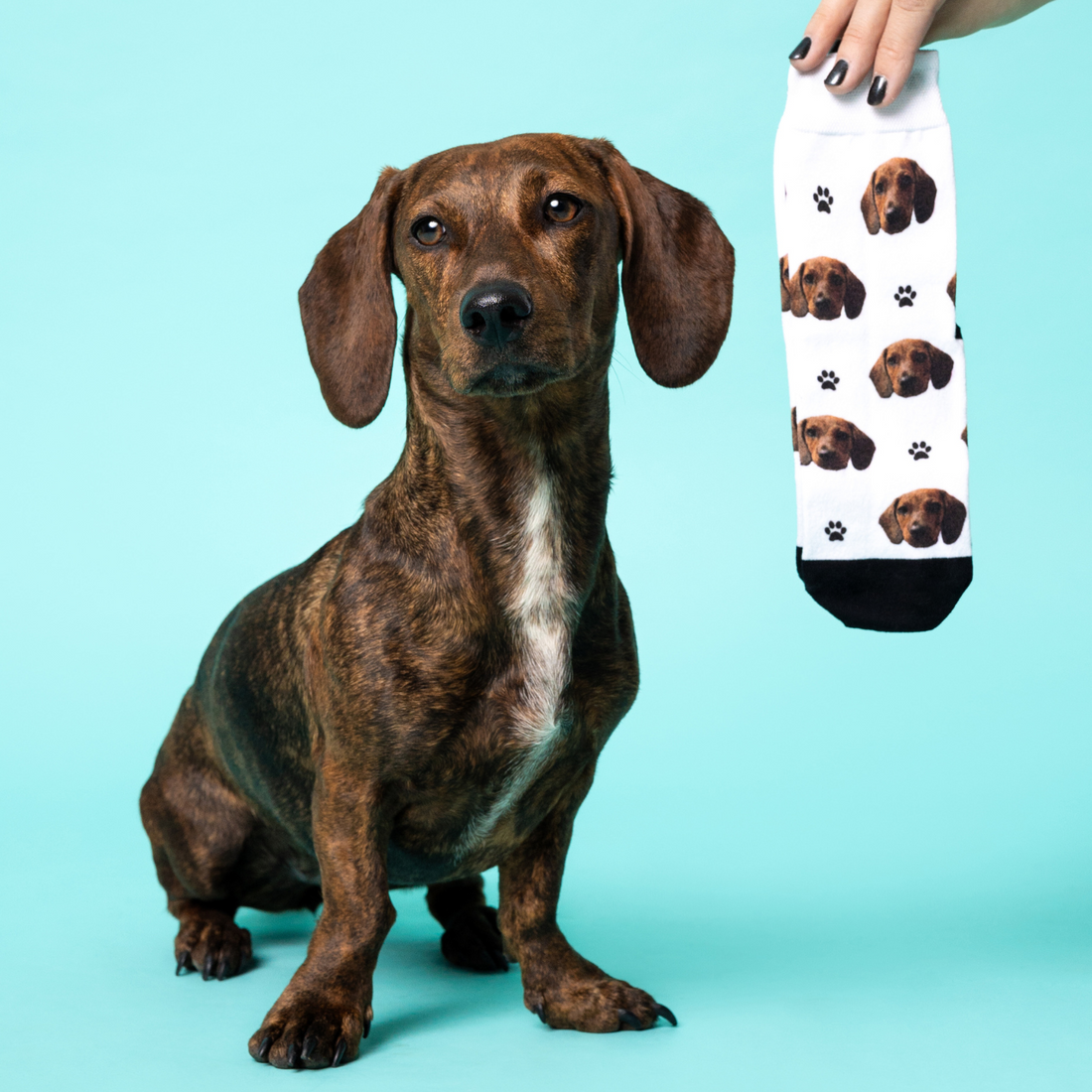 ココソックス - 愛犬の特別な瞬間をカスタムソックスにプリント